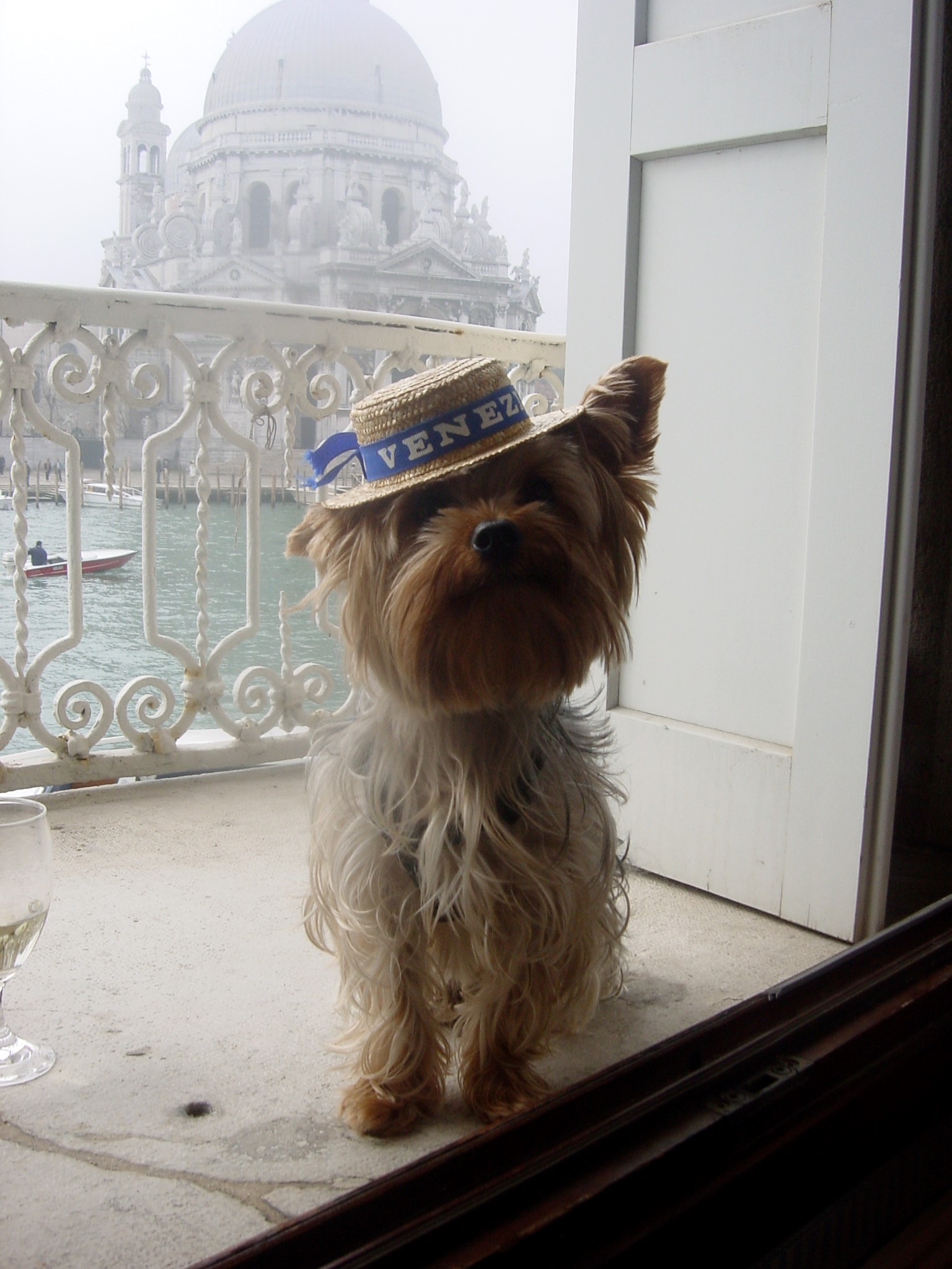 Meet F+A’s Four-Legged Colleagues - Firmani + Associates